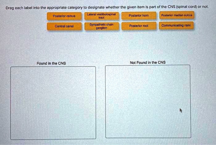 Drag each label into the appropriate category to designate whether the ...