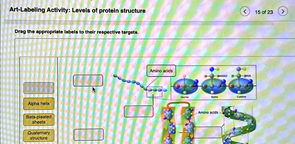 Art-Labeling Activity: Levels of protein structure Drag the appropriate labels to their ...