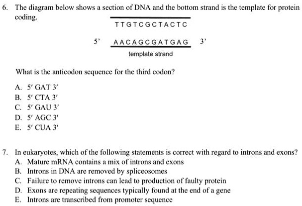 SOLVED: The diagram below shows section of DNA and the bottom strand is ...