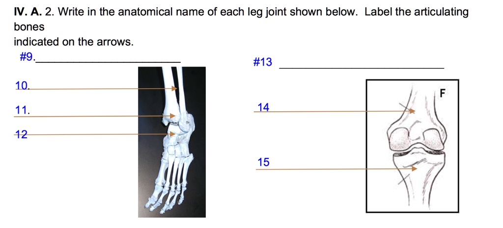 IV. A. 2. Write in the anatomical name of each leg joint shown below ...