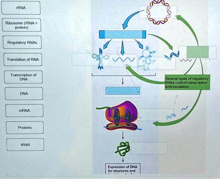 Ribosomal Rna Function