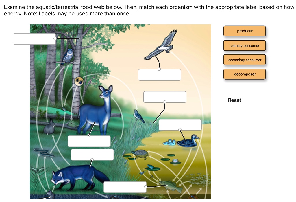 SOLVED: Examine the aquaticlterrestrial food web below Then, match each ... SOLVED: Examine the aquaticlterrestrial food web below Then, match each ...