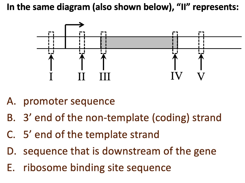 SOLVED: In the same diagram (also shown below); "II" represents: A. promoter sequence B. 3' end ...