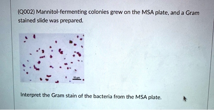 SOLVED: (Q002) Mannitol-fermenting colonies grew on the MSA plate, and ...
