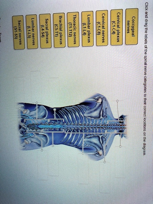 SOLVED: S1-S5 Sacral nerves, L1-L5 Lumbar nerves, C5-C8 Brachial plexus ...
