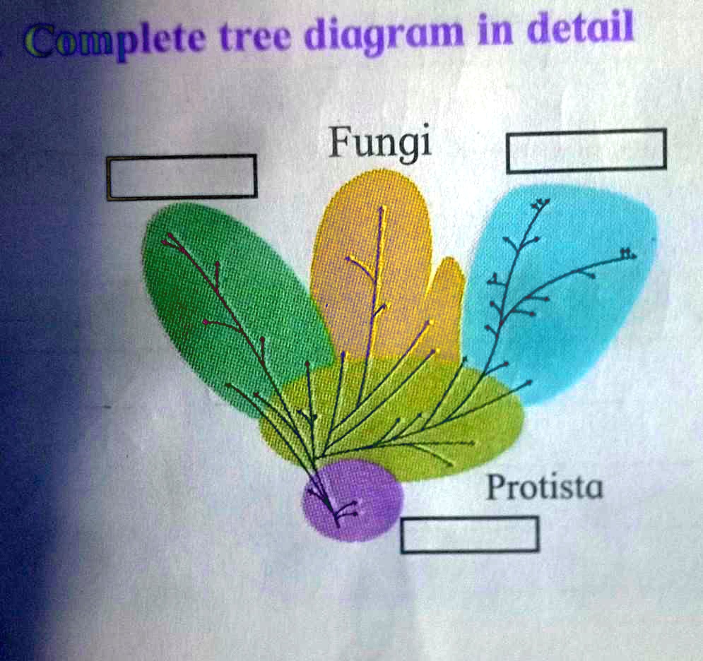 SOLVED: Complete tree diagram in detail Fungi Protista