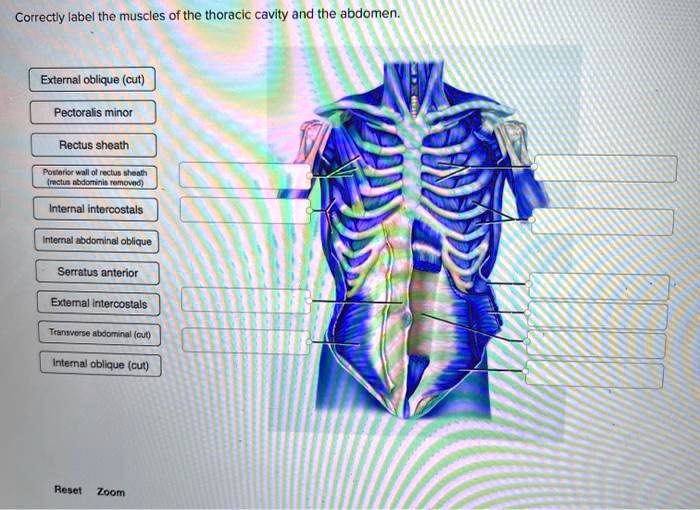 SOLVED: Correctly label the muscles of the thoracic cavity and the ...