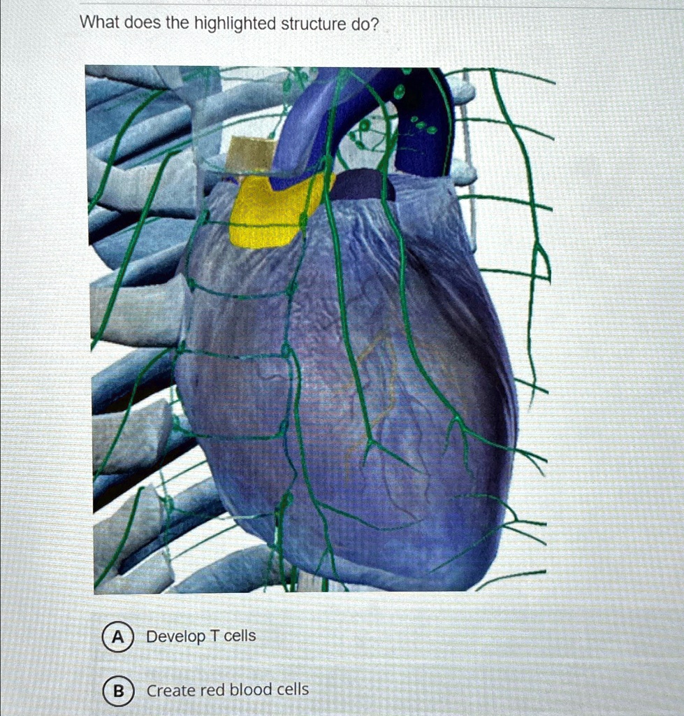 [GET ANSWER] What does the highlighted structure do? A Develop T cells B Create red blood cells