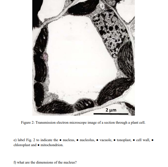 Figure 2: Transmission electron microscope image of a section through a ...