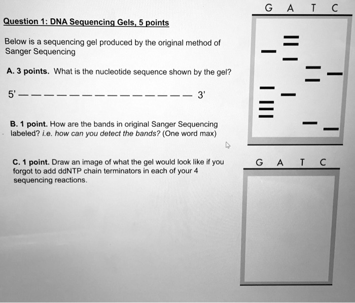 Question 1: DNA Sequencing Gels, 5 points Below is a sequencing gel ...