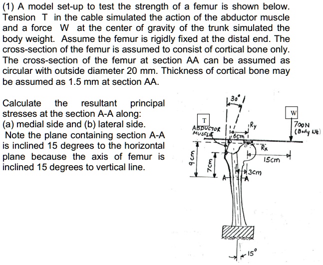 SOLVED: A model set-up to test the strength of a femur is shown below ...