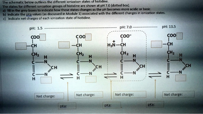 The schematic below outlines the different ionization states of ...