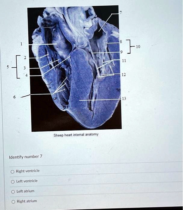 sheep heart internal anatomy identify number 7 right ventricle left ...