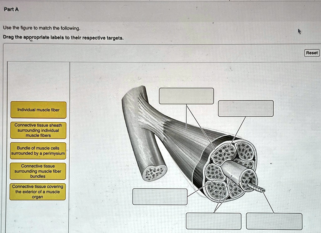 Part A Use the figure to match the following. Drag the appropriate ...