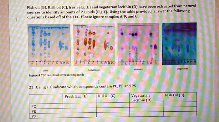 SOLVED: Fish oil (B), Krill oil (C), fresh egg (E), and vegetarian ...