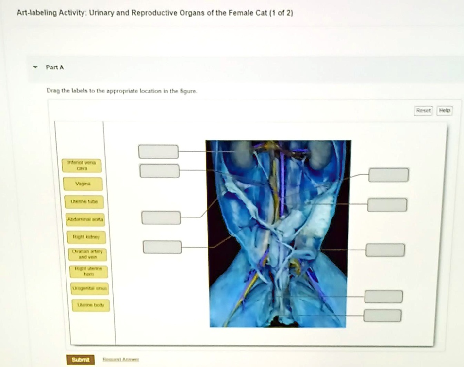 SOLVED: Art-labeling Activity: Urinary and Reproductive Organs of the ...