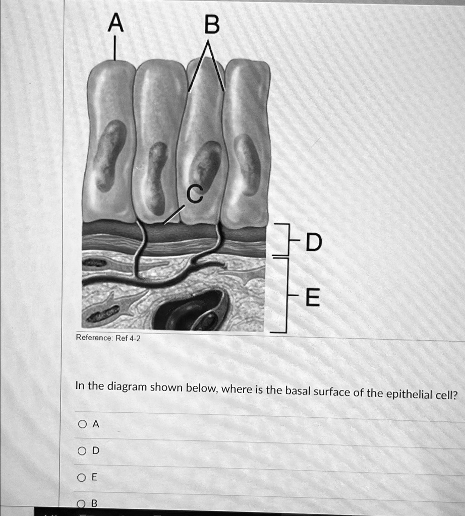 A B Reference: Ref 4-2 D E In the diagram shown below, where is the ...