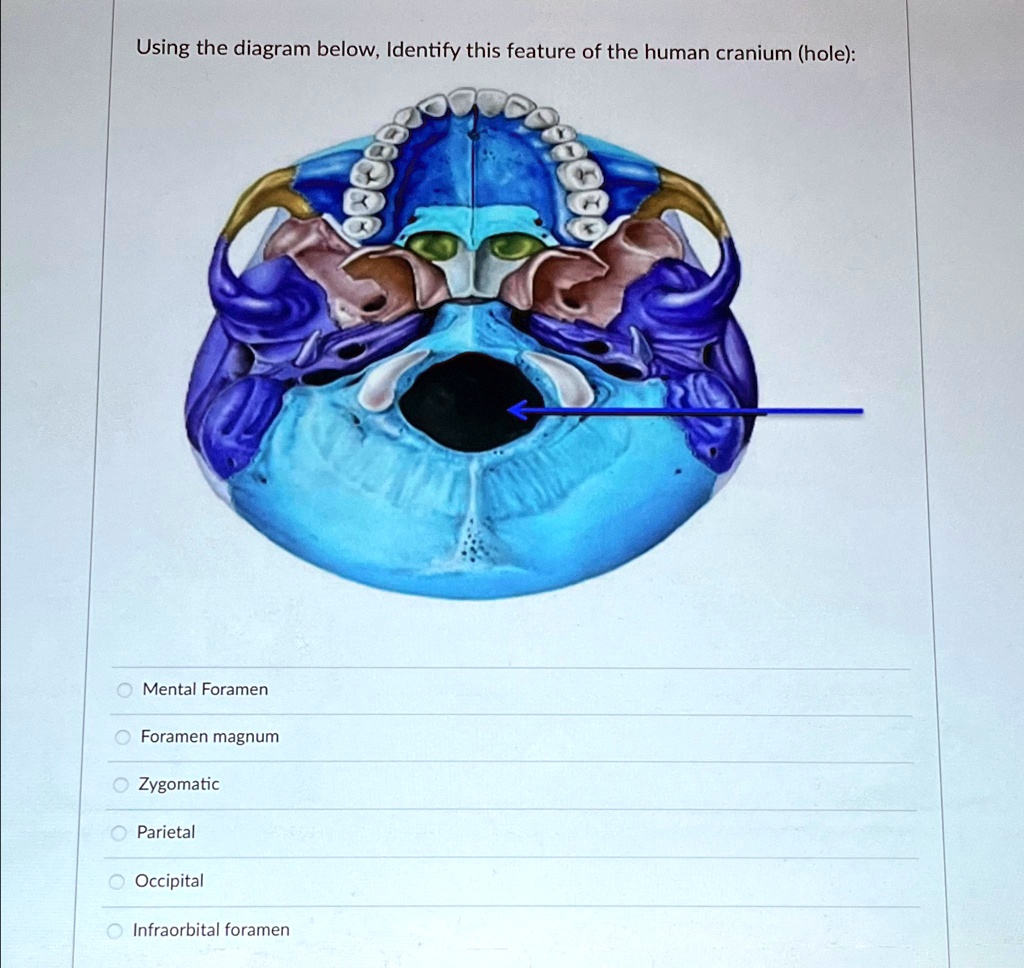 Using the diagram below, Identify this feature of the human cranium ...