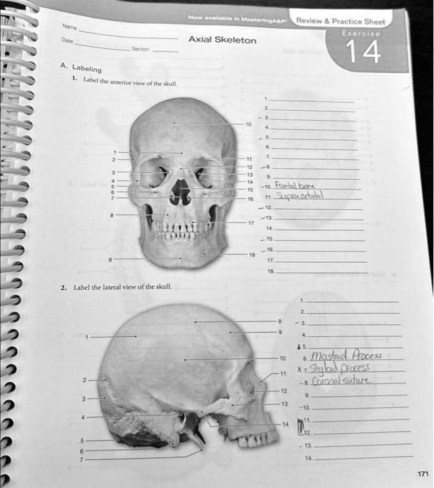 SOLVED: Texts: Nov Review Practice Sheet Name Date Axial Skeleton 14 A ...
