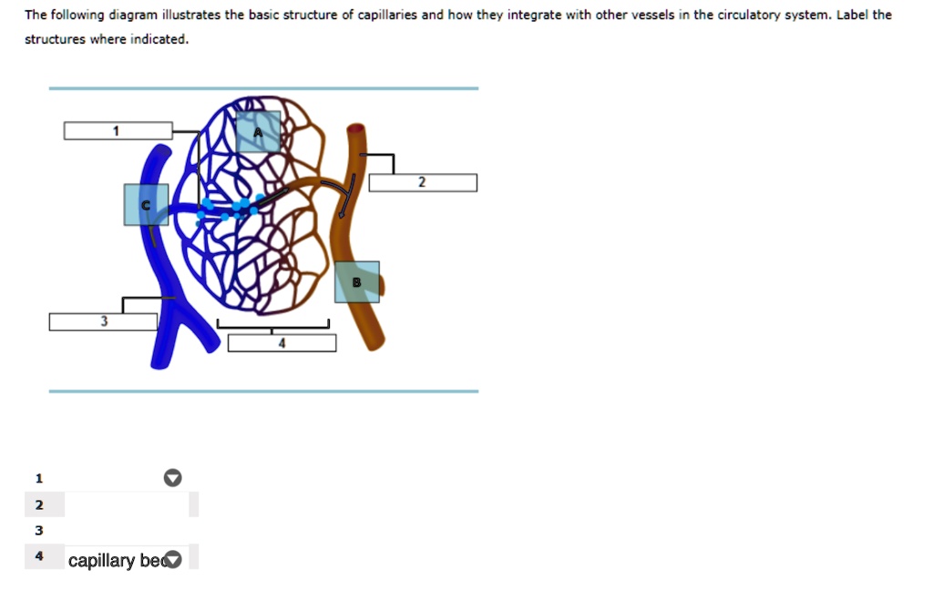 The following diagram illustrates the basic structure of capillaries ...