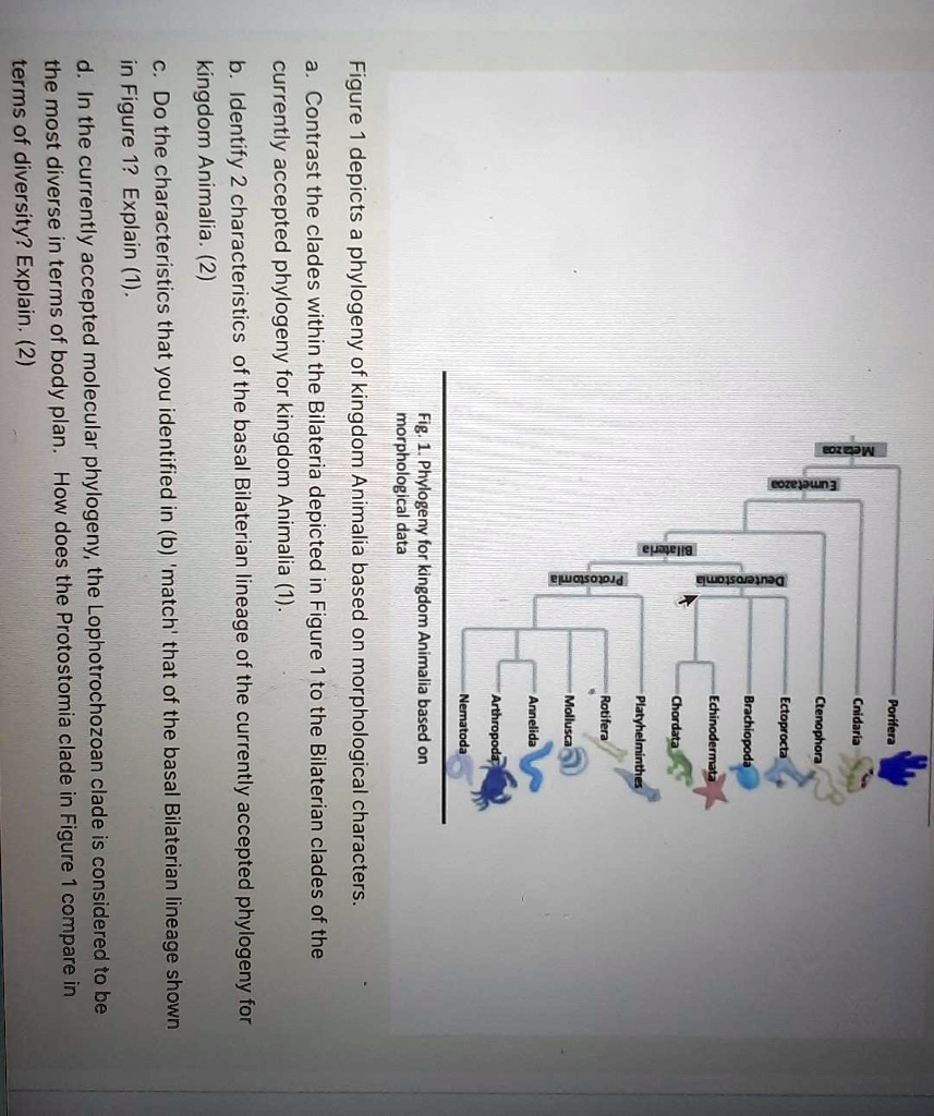 SOLVED: Terms of diversity? Explain. (2) in Figure 1? Explain (1 ...