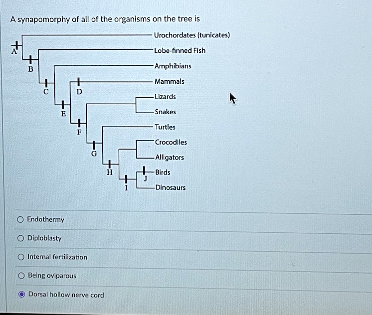 A synapomorphy of all of the organisms on the tree is Urochordates ...
