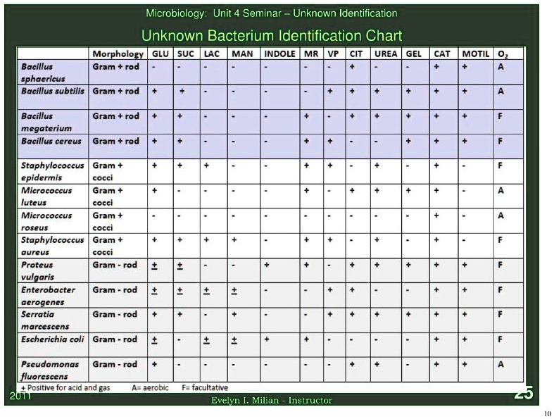 SOLVED: Microbiology: Unit 4 Seminar Unknown Identification Unknown ...