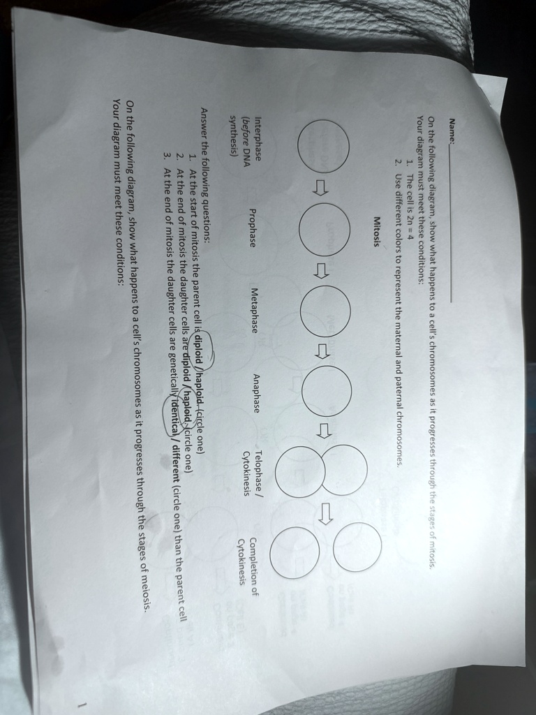 Name: On the following diagram, show what happens to a cell's ...