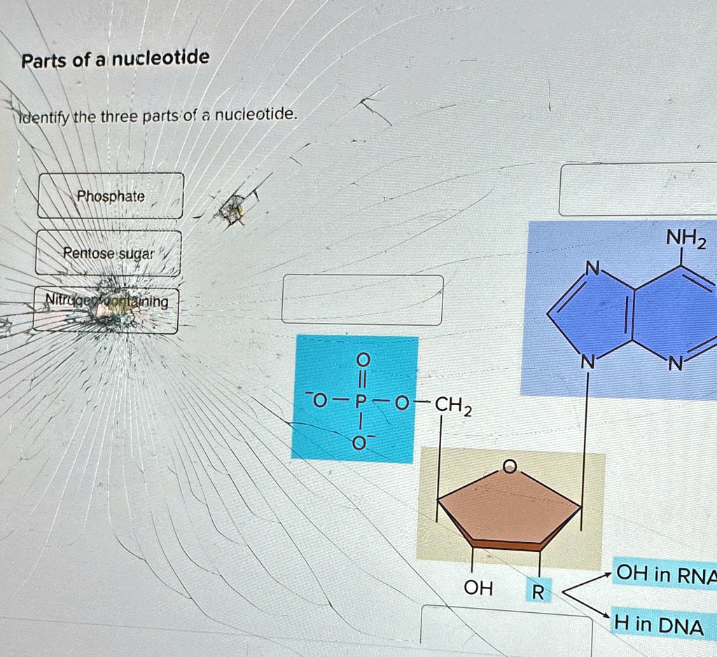 Solved Parts Of A Nucleotide Identify The Three Parts Of A Nucleotide