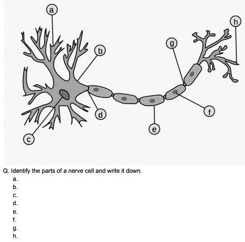 Q. Identify the parts of a nerve cell and write it down. a. b. c. d. e ...