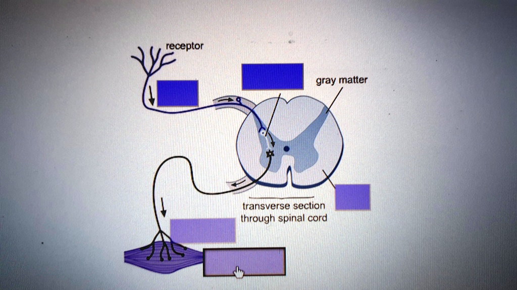 the image shows the reflex arc mechanism in humans where are the ...