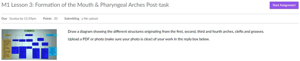 M1 Lesson 3: Formation of the Mouth Pharyngeal Arches Post-task Due Sunday by 11:59pm Points 20 ...