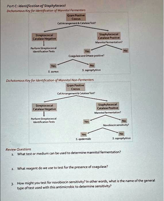 Part C: Identification of Staphylococci Dichotomous Key for ...