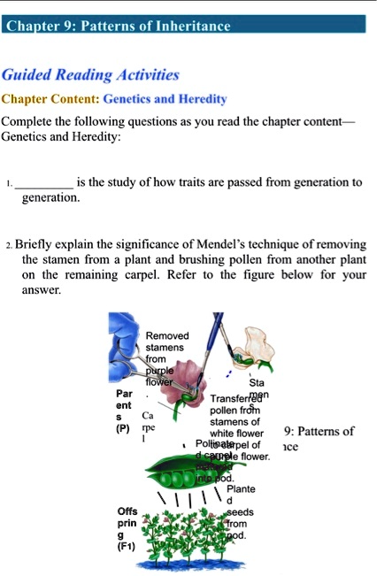 chapter 9 patterns of inheritance guided reading activities chapter content geneties and ...