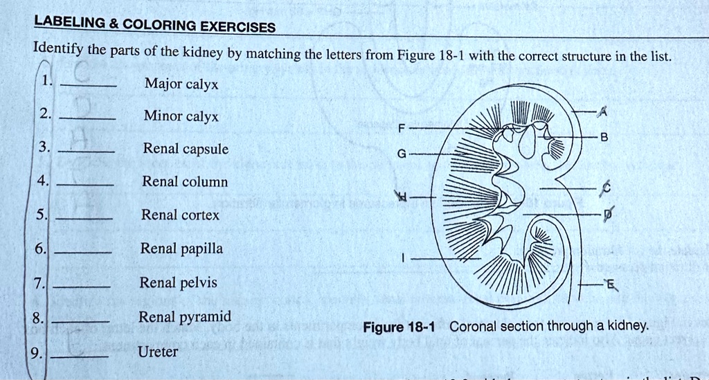 LABELING COLORING EXERCISES Identify the parts of the kidney by matching the letters from Figure ...