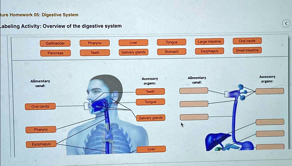 ture Homework 05: Digestive System Labeling Activity: Overview of the ...