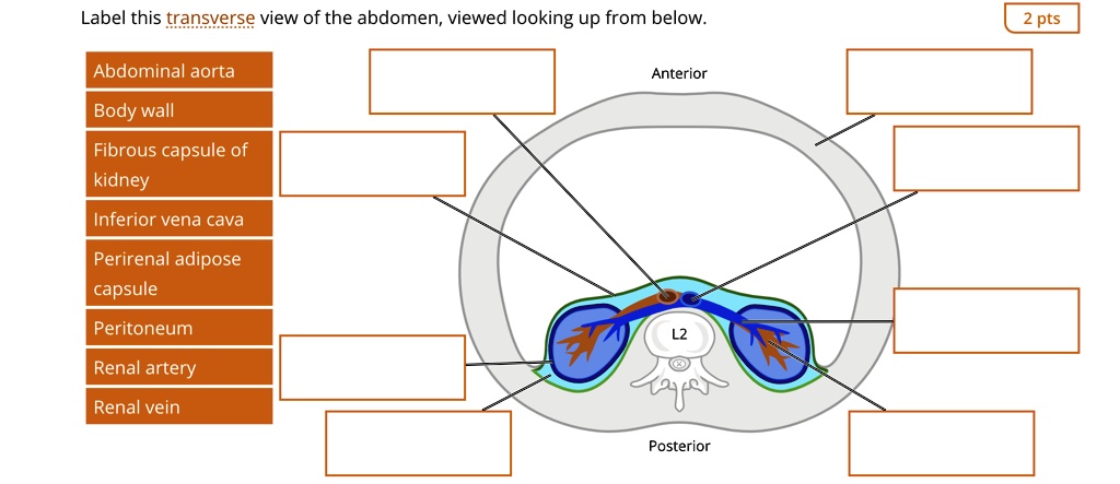 Label this transverse view of the abdomen, viewed looking up from below ...