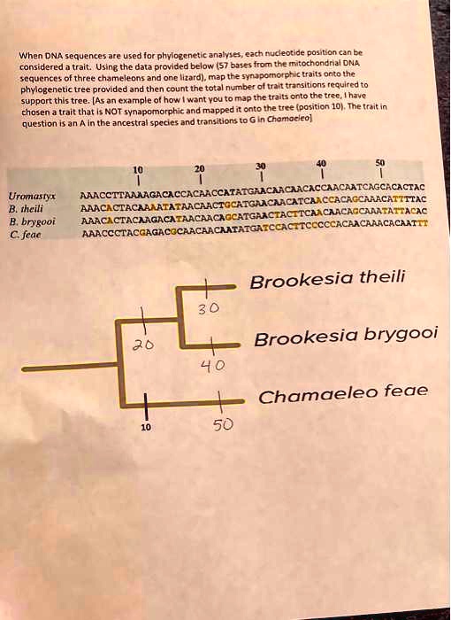 SOLVED: When DNA sequences are used for phylogenetic analyses, each ...