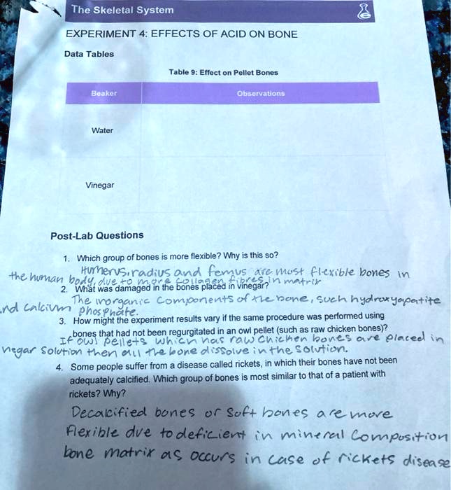 SOLVED: The Skeletal System EXPERIMENT 4: EFFECTS OF ACID ON BONE Data ...