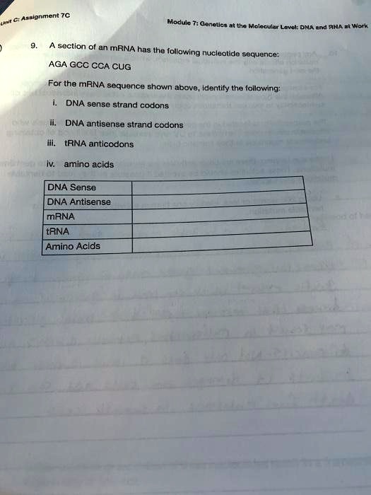 SOLVED:Asignment 7C Modulc Genotlcs nt tho Molocular Levei: DNA end ANA Work section an mRNA has ...