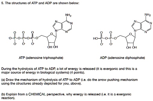 SOLVED:The stuctures ATP and ADP are shown below: OH OH OH OH AT ...