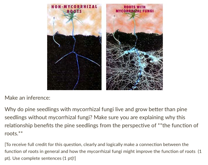 NON-MYCORRHIZAL ROOTS ROOTS WITH MYCORRHIZAL FUNGI Make an inference ...