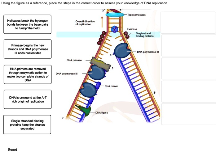 Using the figure as a reference, place the steps in the correct order ...