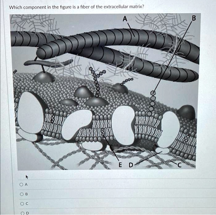 SOLVED: Which component in the figure is a fiber of the extracellular matrix?
