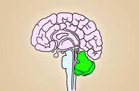 Identify the structure highlighted in green in the diagram.