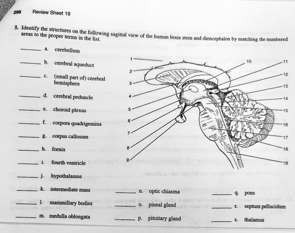 298 review sheet 19 5 identify the structures on the following sagittal view of the human brain ...
