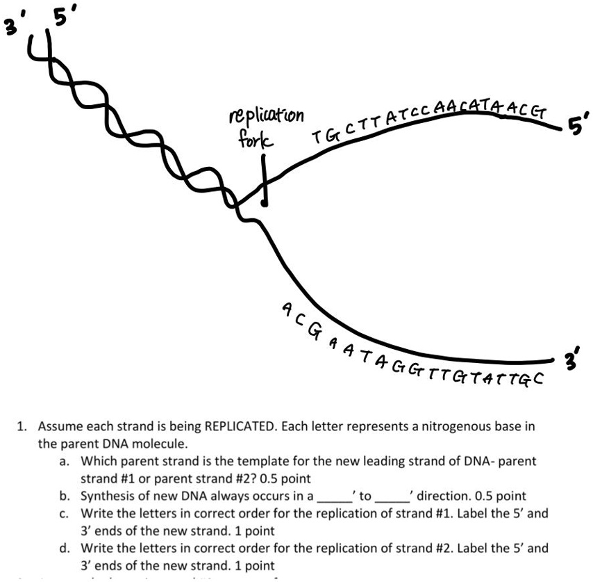 SOLVED: 5 3 replittion 551+ AGATAACGT ctt 5 foxk TG 9 € G 4 4T4 GGttGtAtGc 3 Assume each strand ...