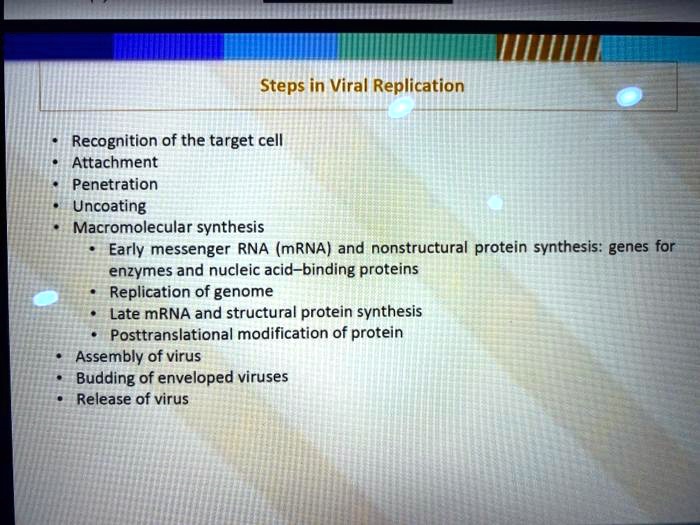 steps in viral replication recognition of the target cell attachment ...