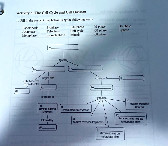 SOLVED: Activity 5: The Cell Cycle and Cell Division Fill in the ...