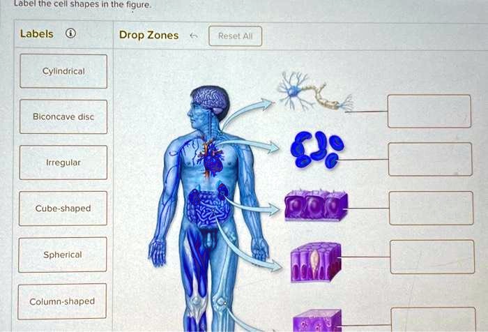 texts label the cell shapes in the figure labels cylindrical biconcave ...
